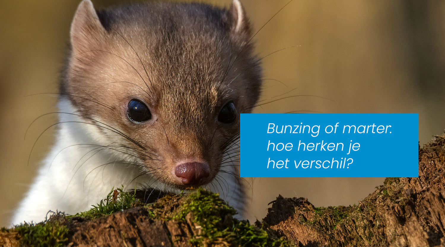 Marters en kippen: wat elke kippenhouder moet weten – Altho Pest Control