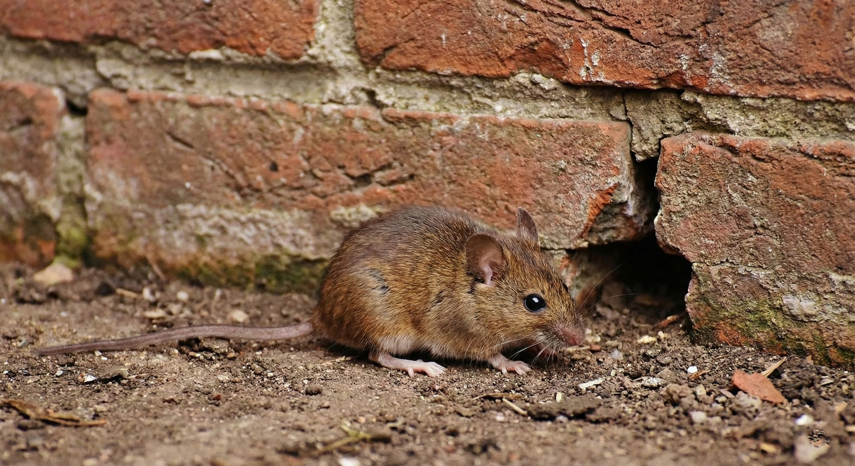 Begrijp de levenscyclus van muizen voor effectieve bestrijding – Altho ...